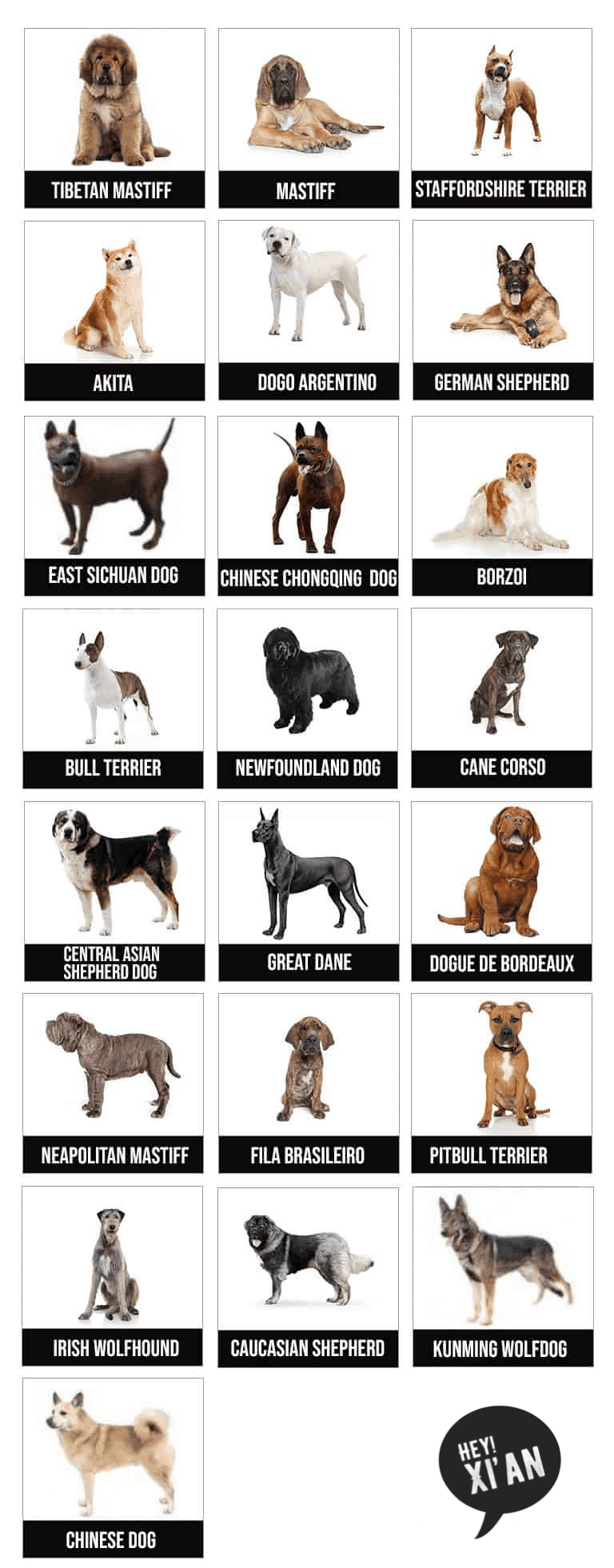 How to Register Your Dog in Xi'an | Hey-Xian.com